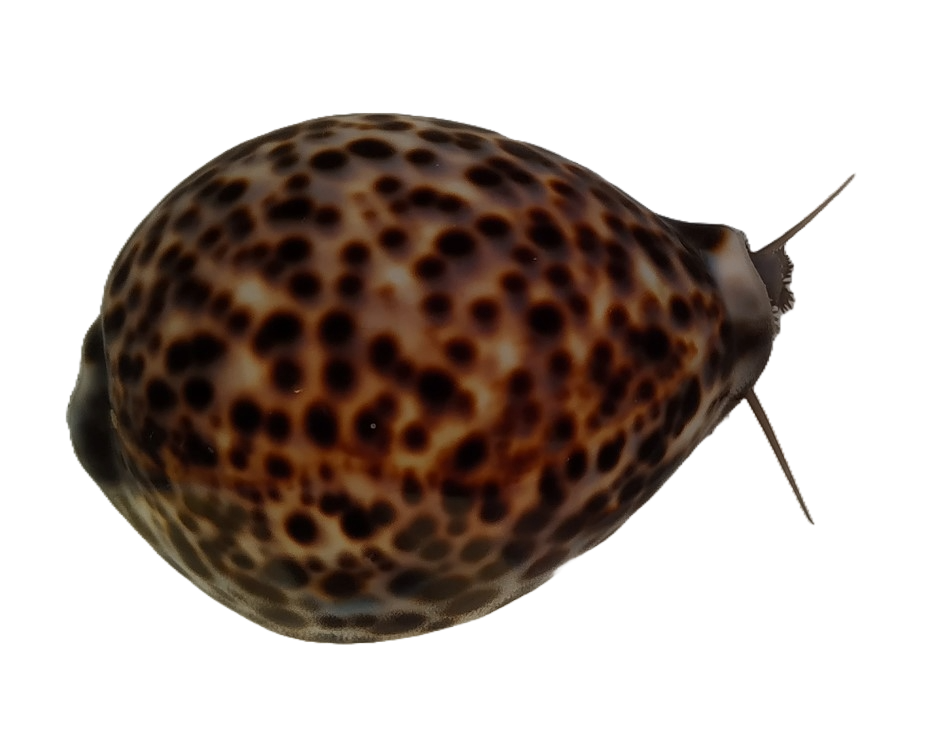 Korallen tötende Schwämme? Jetzt reicht es! - GfMU